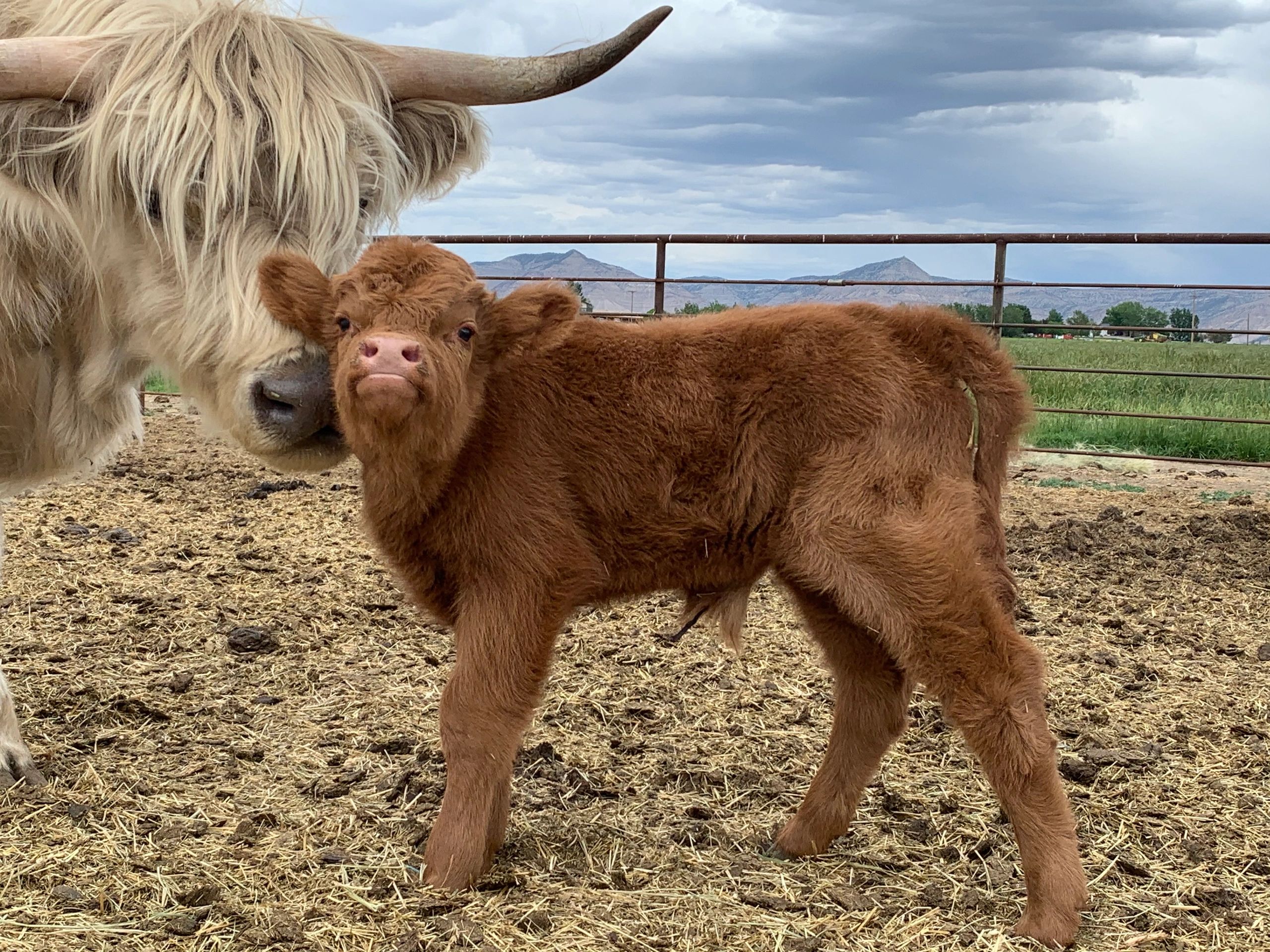 Hollys Highlands - Miniature Cows, Highland Cows, Scottish Highlands